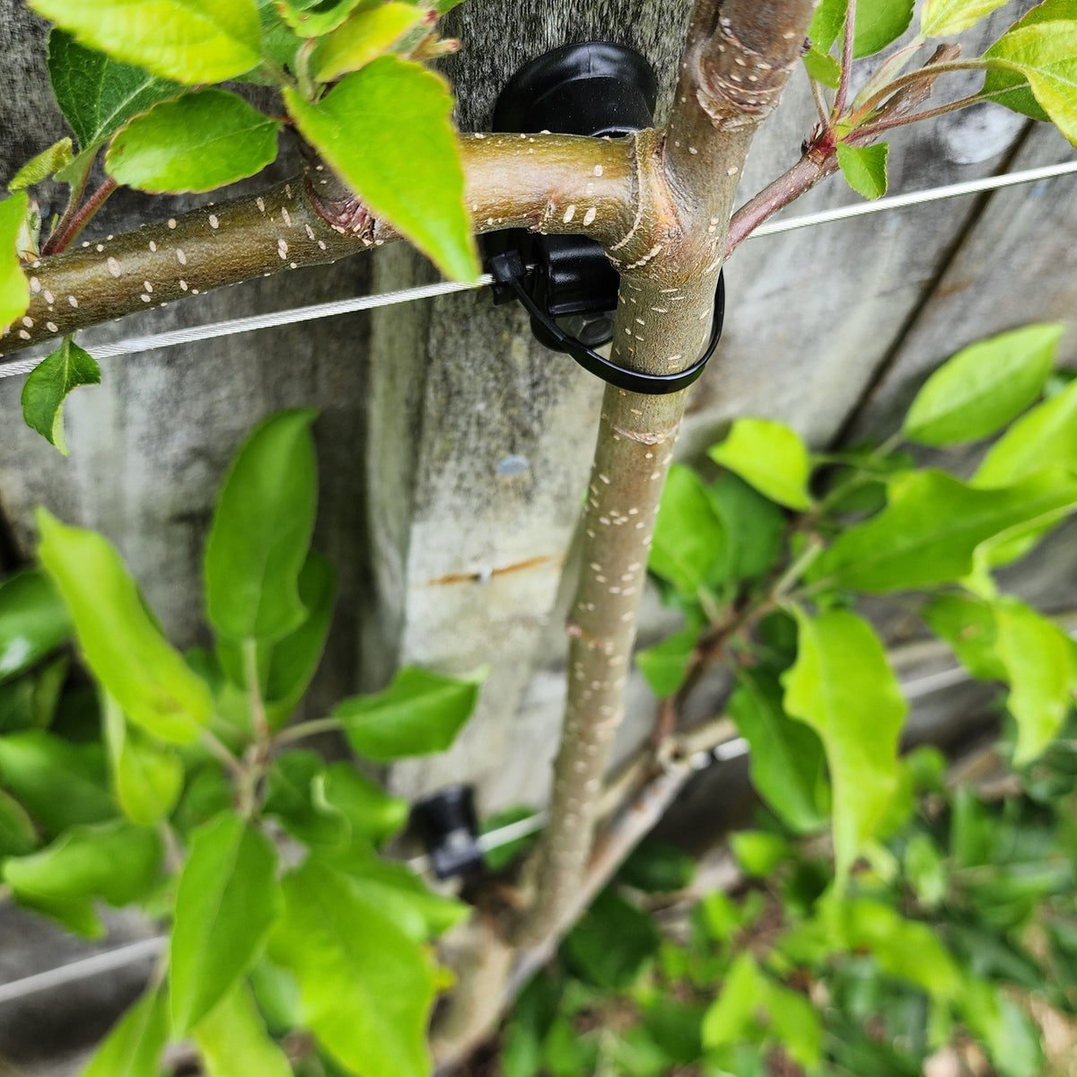 Understanding Fruit Spurs: How Your Espalier Actually Produces Fruit – Espalar USA